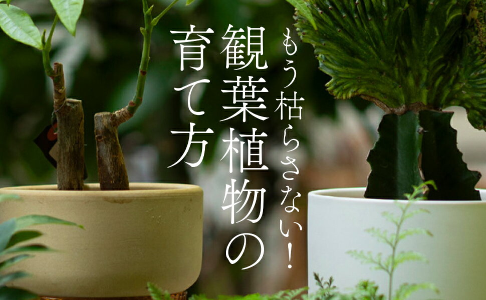 楽天ブックス: もう枯らさない！観葉植物の育て方 プロが教えるセオリー＆アイデア - cotoha 谷奥 俊男 - 9784798185514 : 本